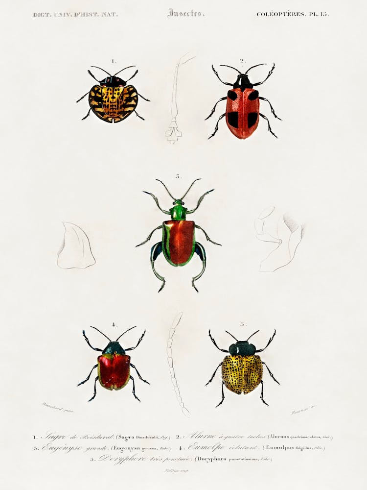 Different Types Of Beetles, Charles Dessalines D'Orbigny 9 Art Print by ...