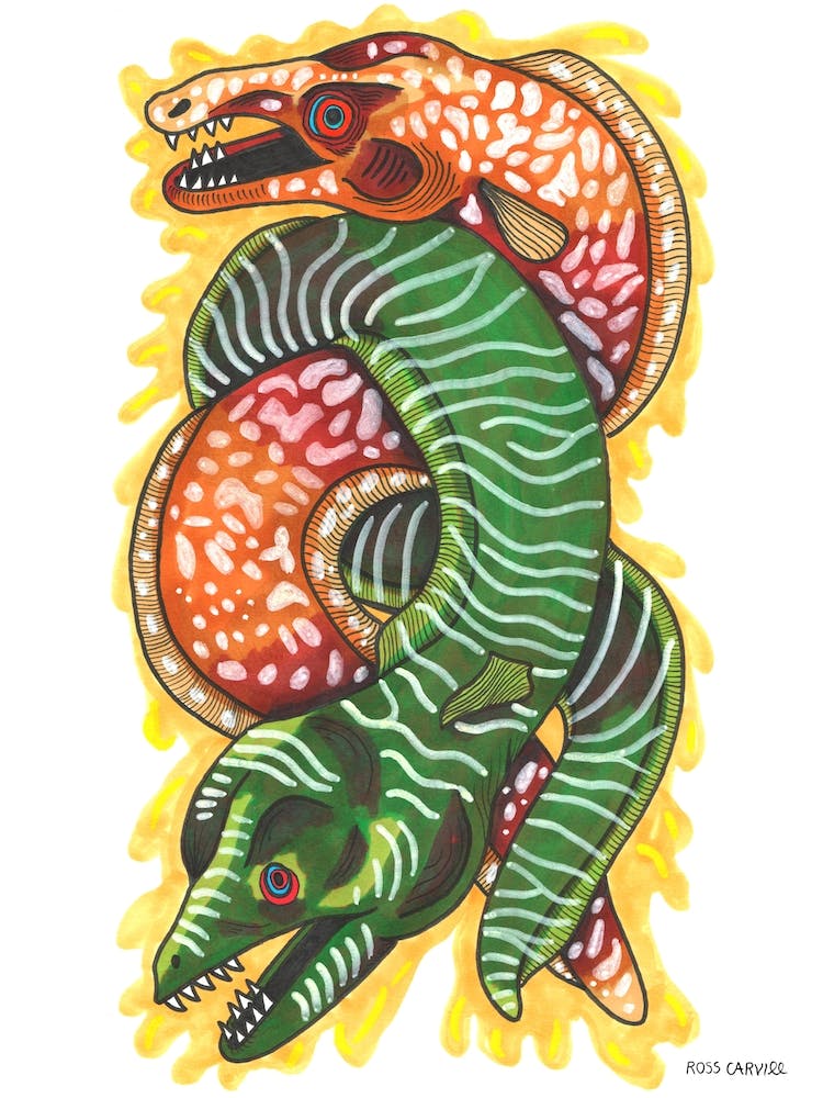 Eels! Art Print by Ross Carvill – Fy!