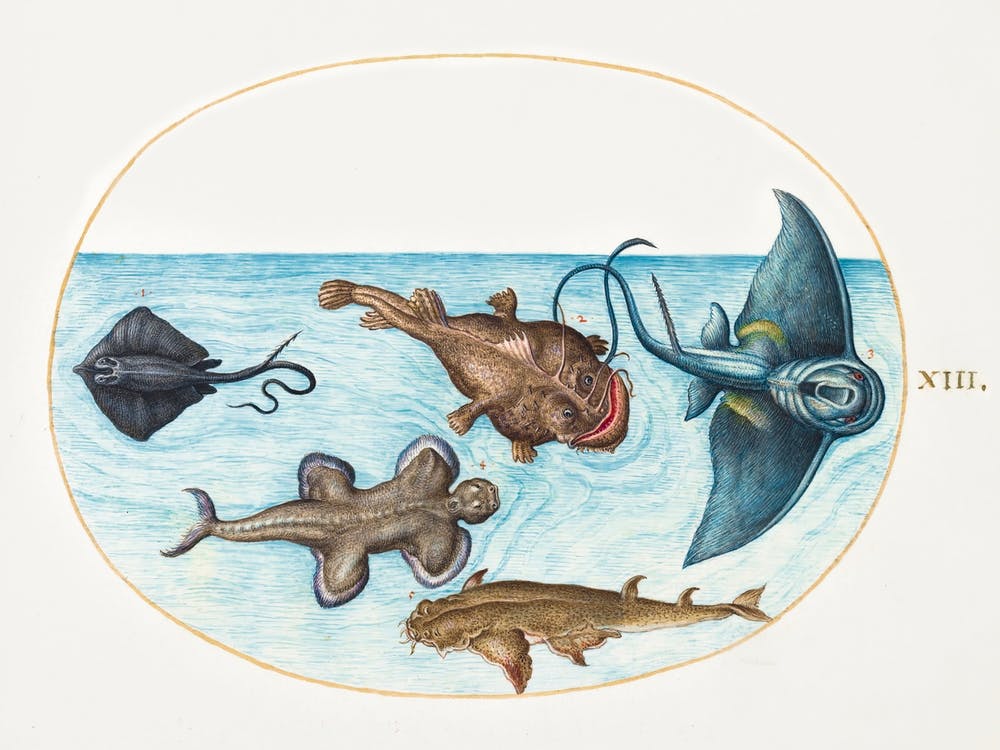 Two Stingrays, Anglerfish, Monkfish And Angel Shark (1575–1580), Joris ...