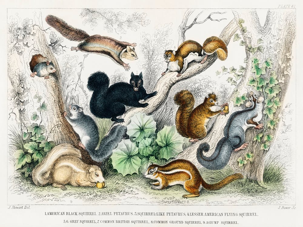 American Black Squirrel, Ariel Petaurus, Squirrel Like Petaurus And ...