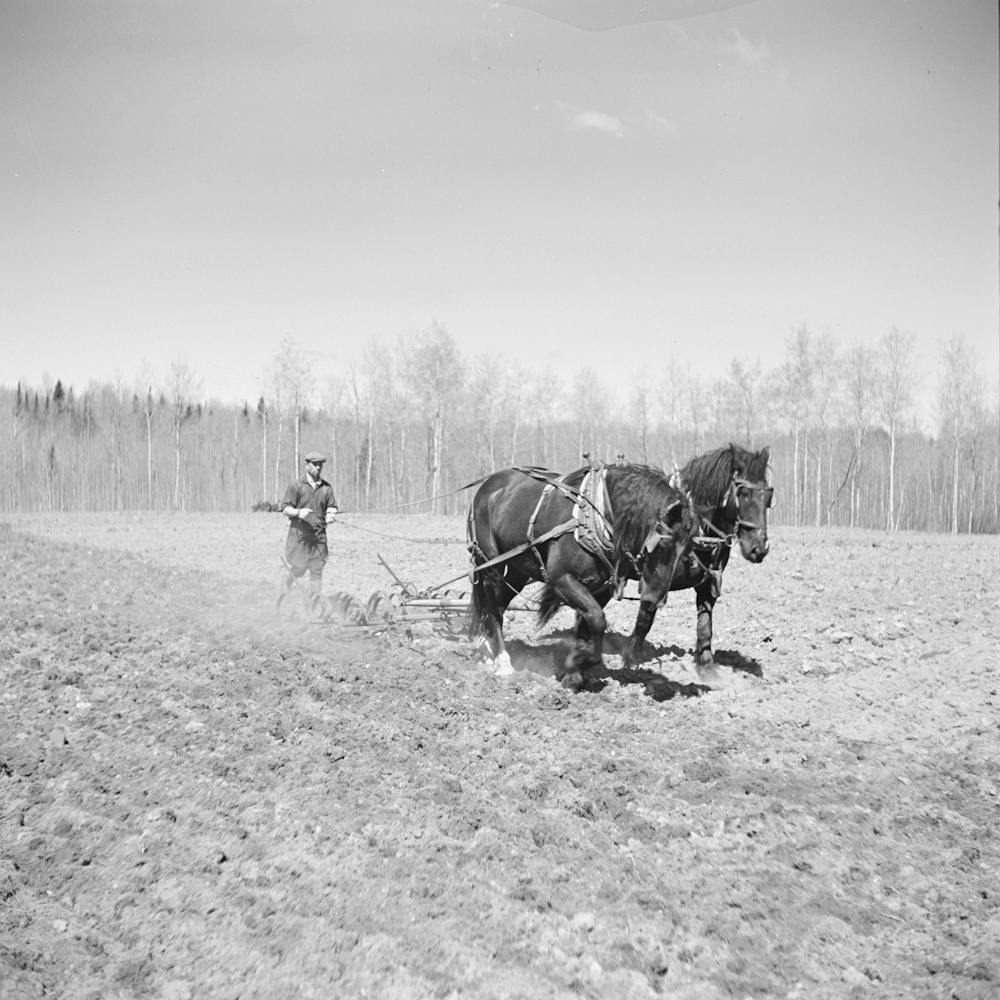 Working In The Field Of A Cut Over Farm Near Mansfield, Michigan By ...