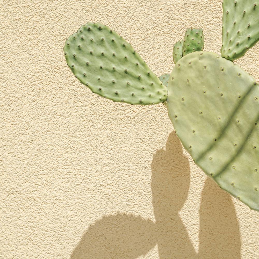 Cacti Shadowplay Square Art Print by Henrike Schenk – Fy!