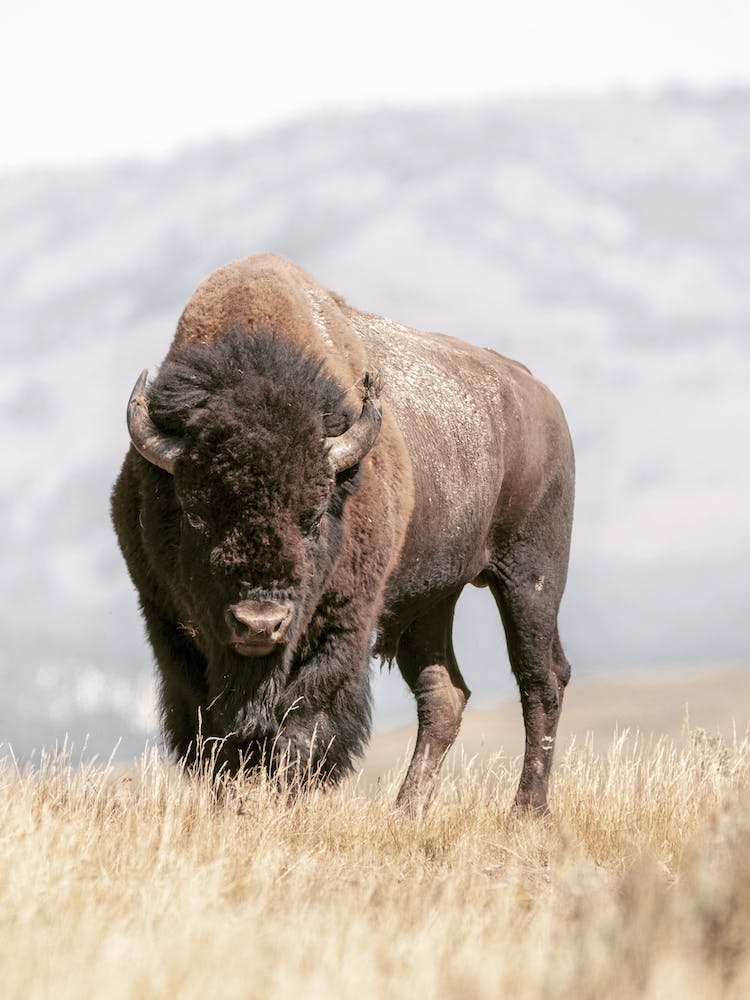 Bison Scenery Art Print by Alameda – Fy!