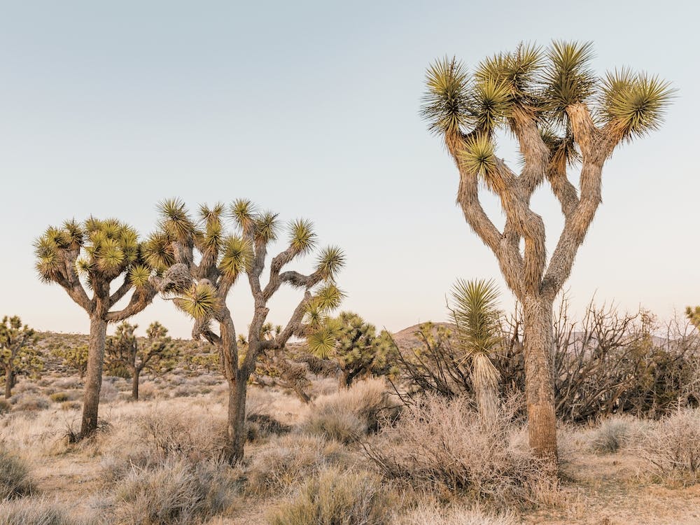 Joshua Tree Desert Scenery Art Print by Golden Saguaro – Fy!