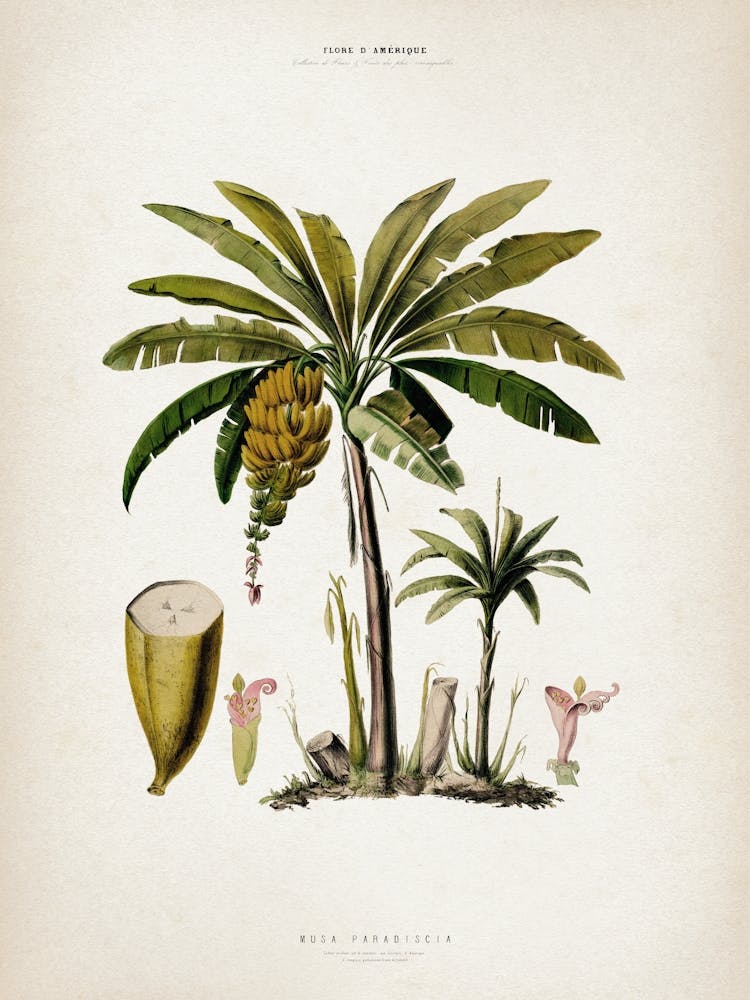 Vintage Denisse 6 Musa Paradisica Art Print by Vintage Print Collection ...
