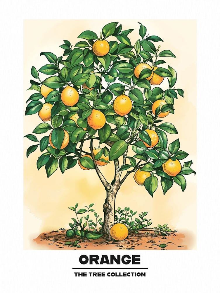 Orange Tree Storybook Illustration 4 Poster Art Print by Bough And ...