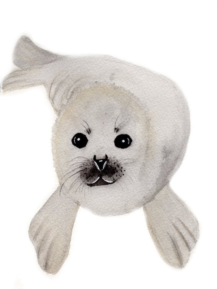 Harp Seal Pup Art Print by Kayla Jacunski – Fy!