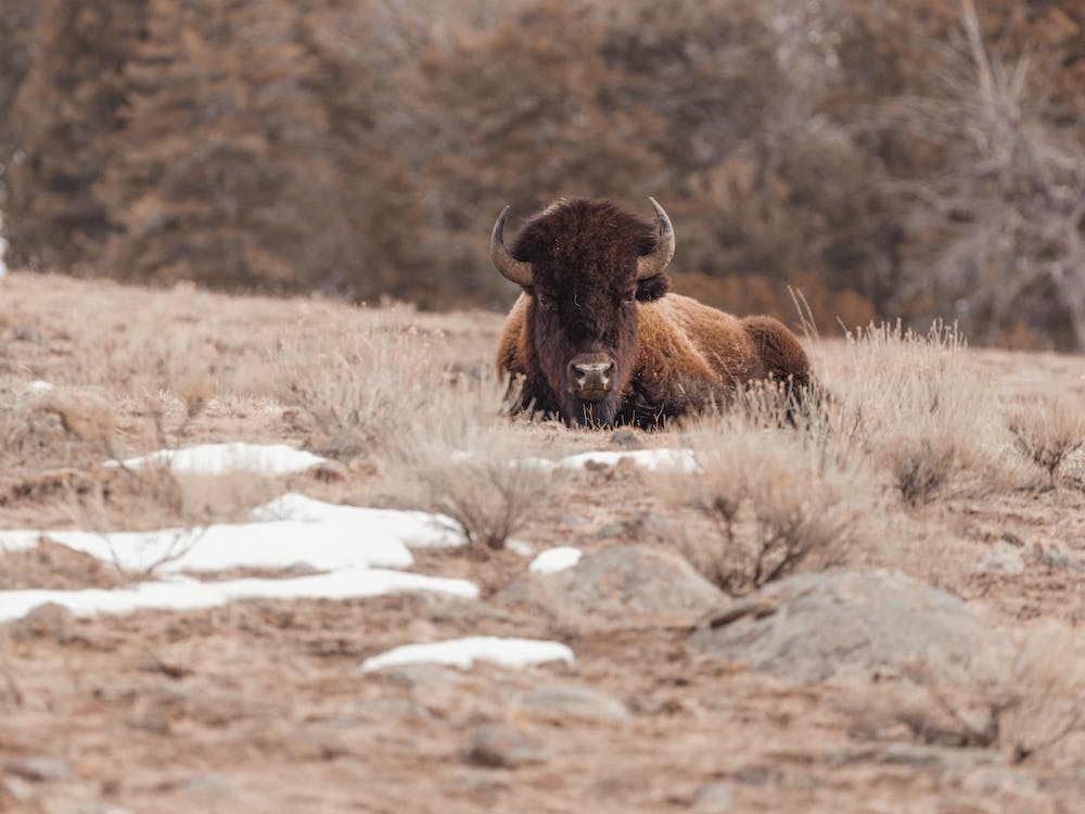 Snowy Bison Scenery Art Print by Western Range – Fy!
