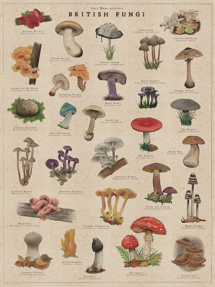 British Fungi Art Print by Lást: Maps & Illustration – Fy!