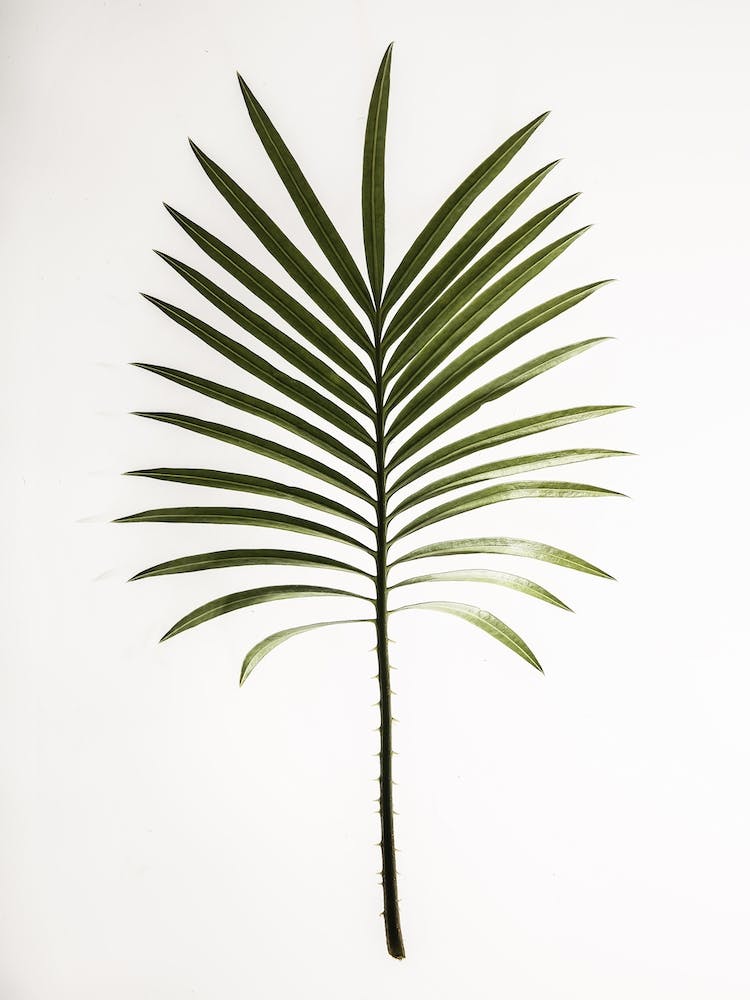 Jurassic Cycad Recovered Art Print by Shot by Clint – Fy!