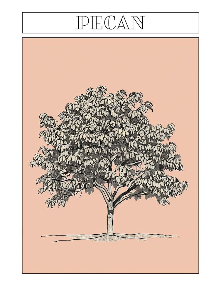 Pecan Tree Minimalistic Drawing 1 Poster Art Print by Bough And Bloom ...