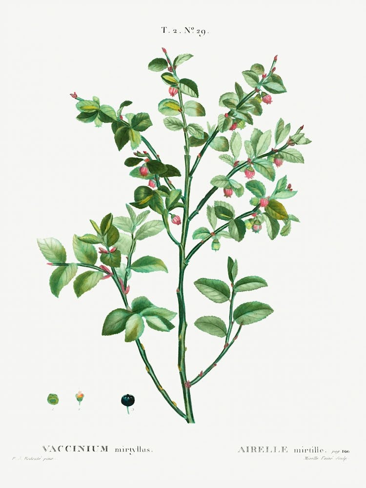 European Blueberry, Pierre Joseph Redoute Art Print by Fy! Classic Art ...