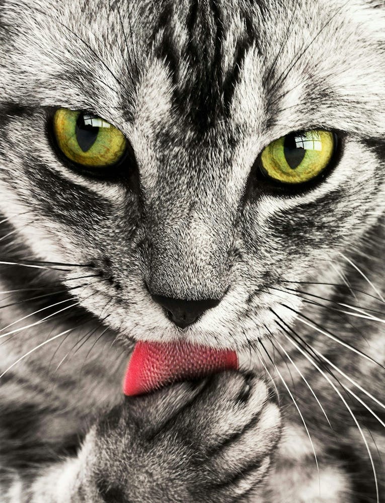 A cute cat Art Print by Bodi Osama – Fy!