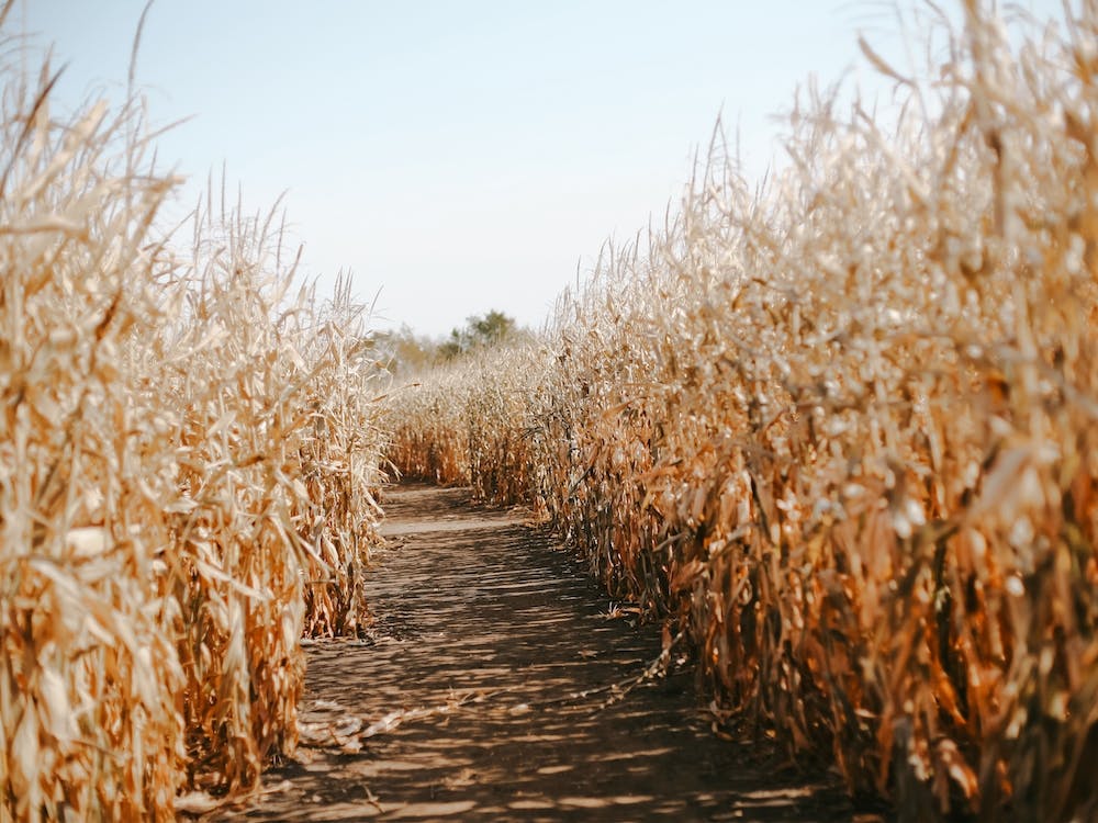 Dried Corn Stalks Art Print by Harvest Home & Co – Fy!