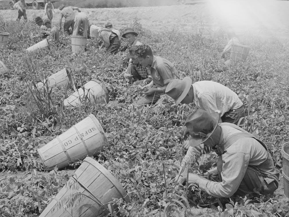 Pea Pickers In The Field, Canyon County, Idaho By Russell Lee Art Print ...