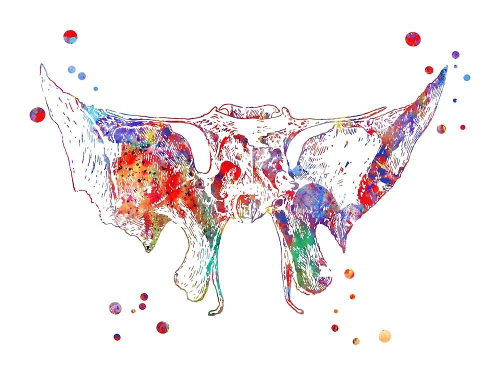 Sphenoid Bone Medical Art Art Print by RosalisArt – Fy!