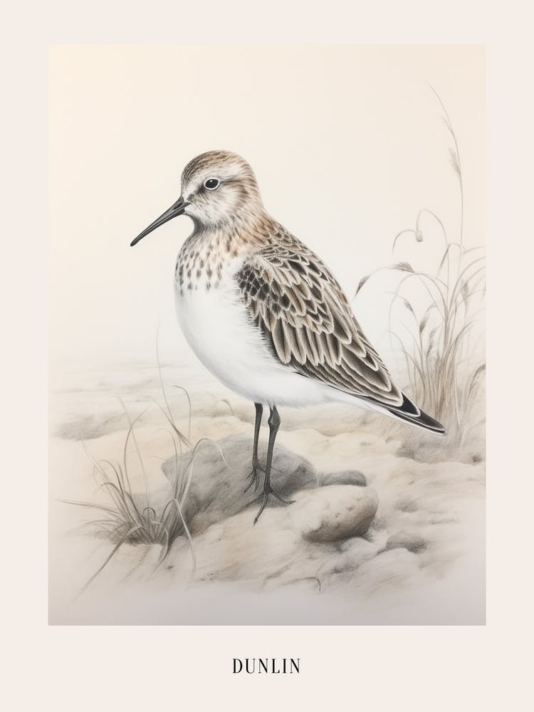Vintage Bird Drawing Dunlin 1 Poster Art Print by Feathered Muse – Fy!
