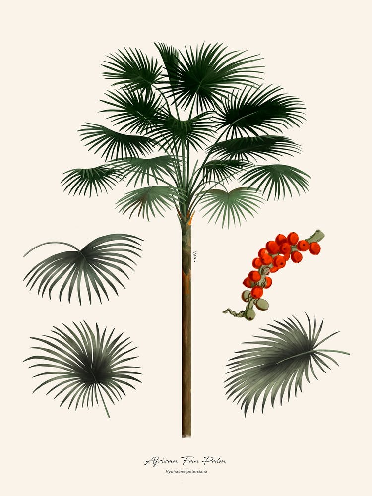 African Fan Palm Art Print by Marcela Picinin – Fy!