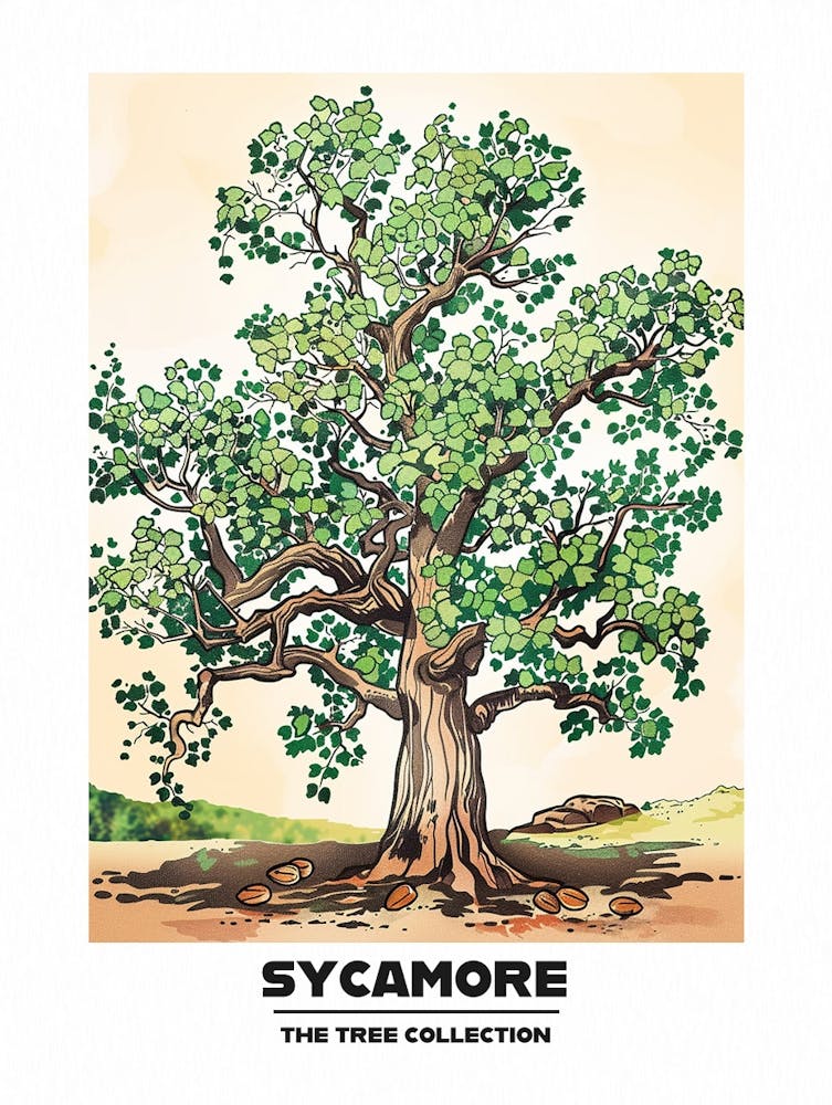 Sycamore Tree Storybook Illustration 1 Poster Art Print by Bough And ...