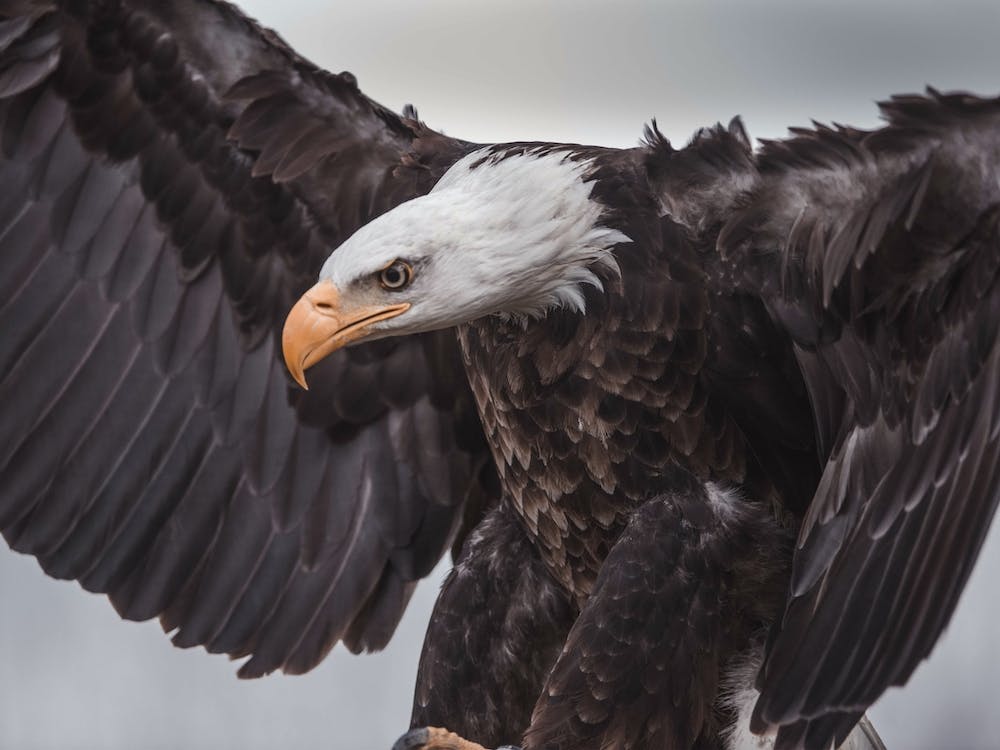 Bald Eagle Stance Art Print by Western Range – Fy!