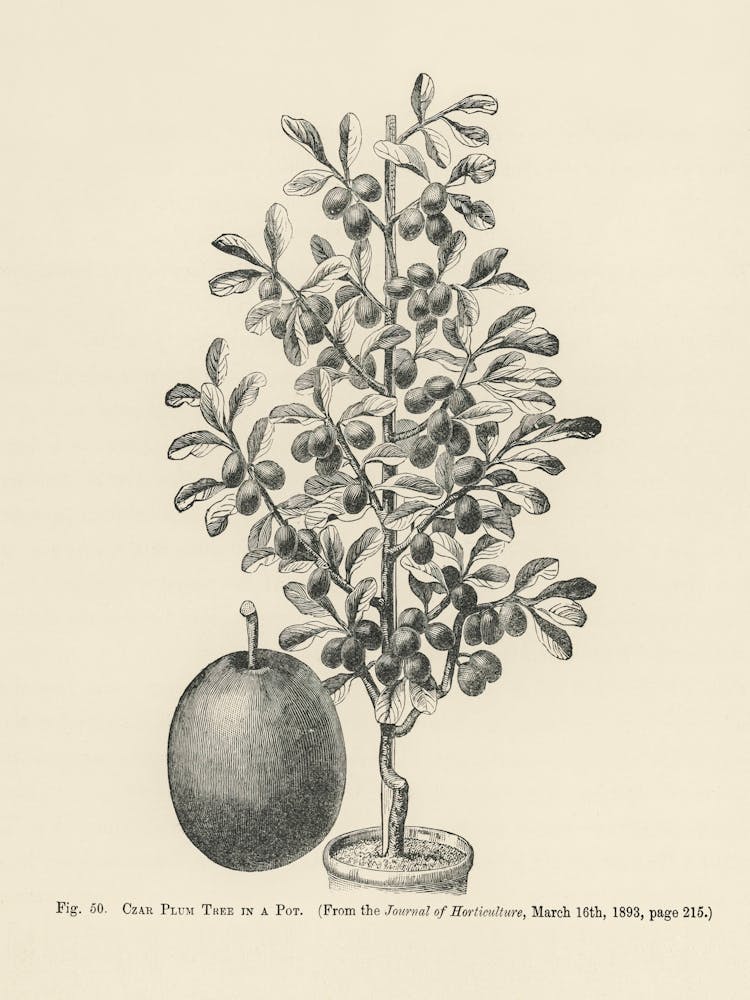 Vintage Illustration Of Czar Plum, John Wright Art Print by Fy! Classic ...