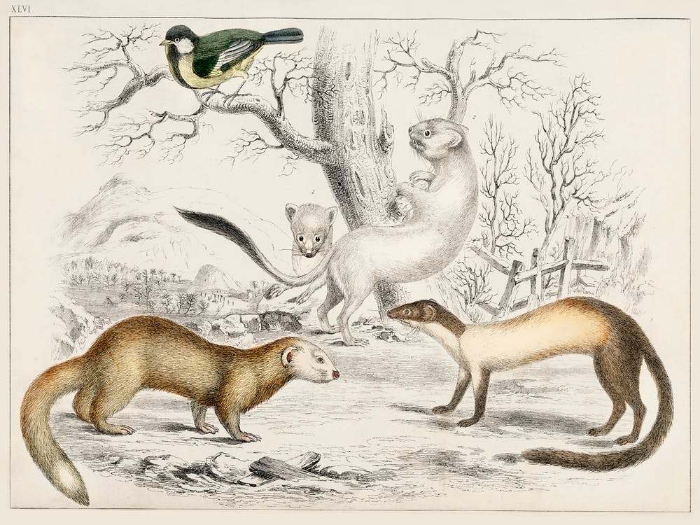 Collection Of Various Birds, Oliver Goldsmith 1 Art Print by Fy ...