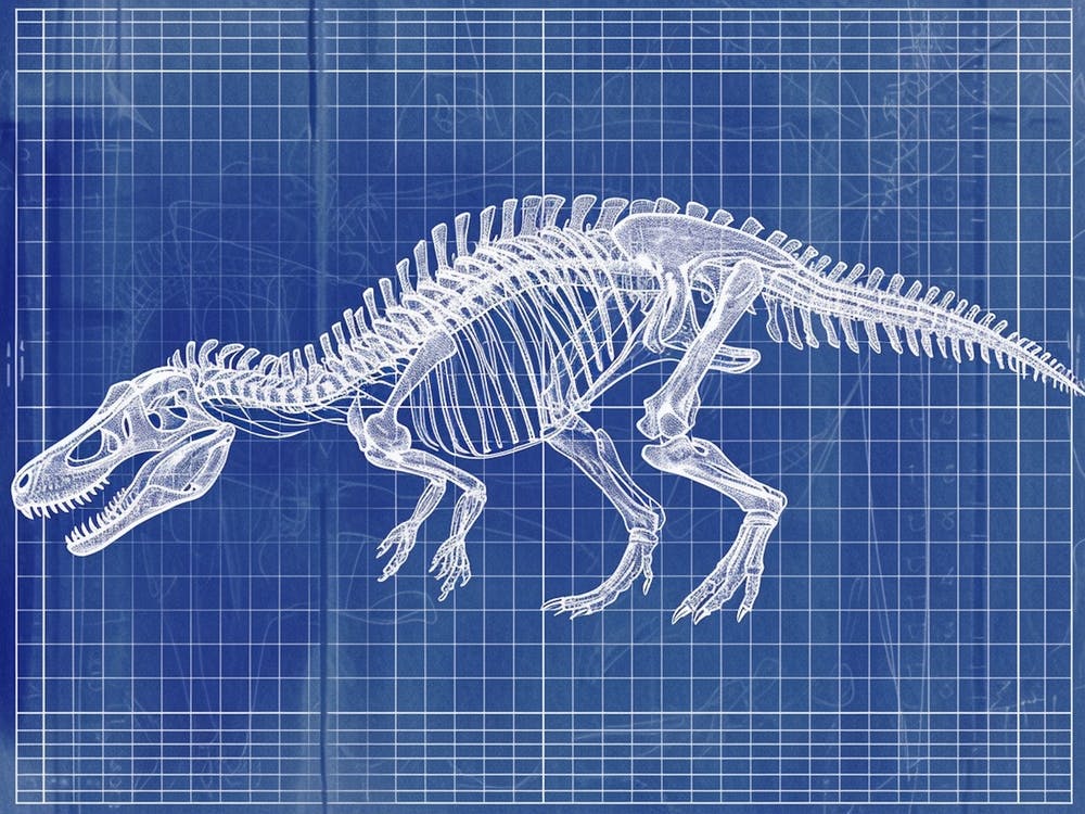 Plateosaurus Skeleton Hand Drawn Blueprint 2 Art Print by Dino Delights ...