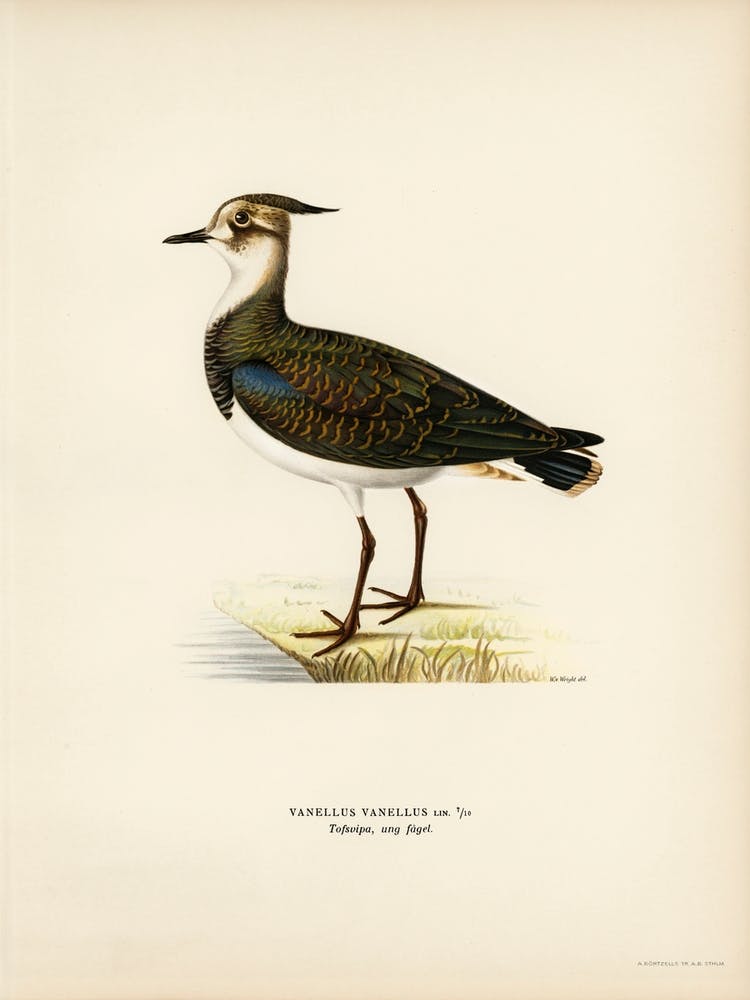 Nortnern Lapwing, The Von Wright Brothers Art Print by Fy! Classic Art ...
