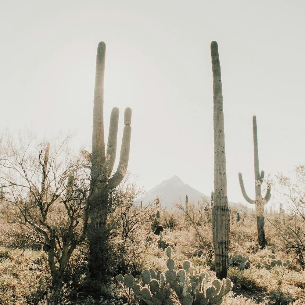 Sonoran Desert Square Art Print by Boheme At Home – Fy!