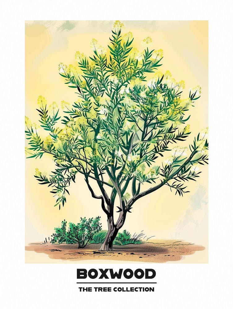 Boxwood Tree Storybook Illustration 1 Poster Art Print by Bough And ...