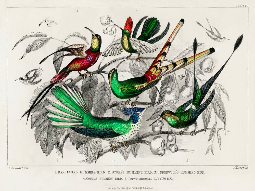 Collection Of Various Humming Birds, Oliver Goldsmith Art Print by Fy ...
