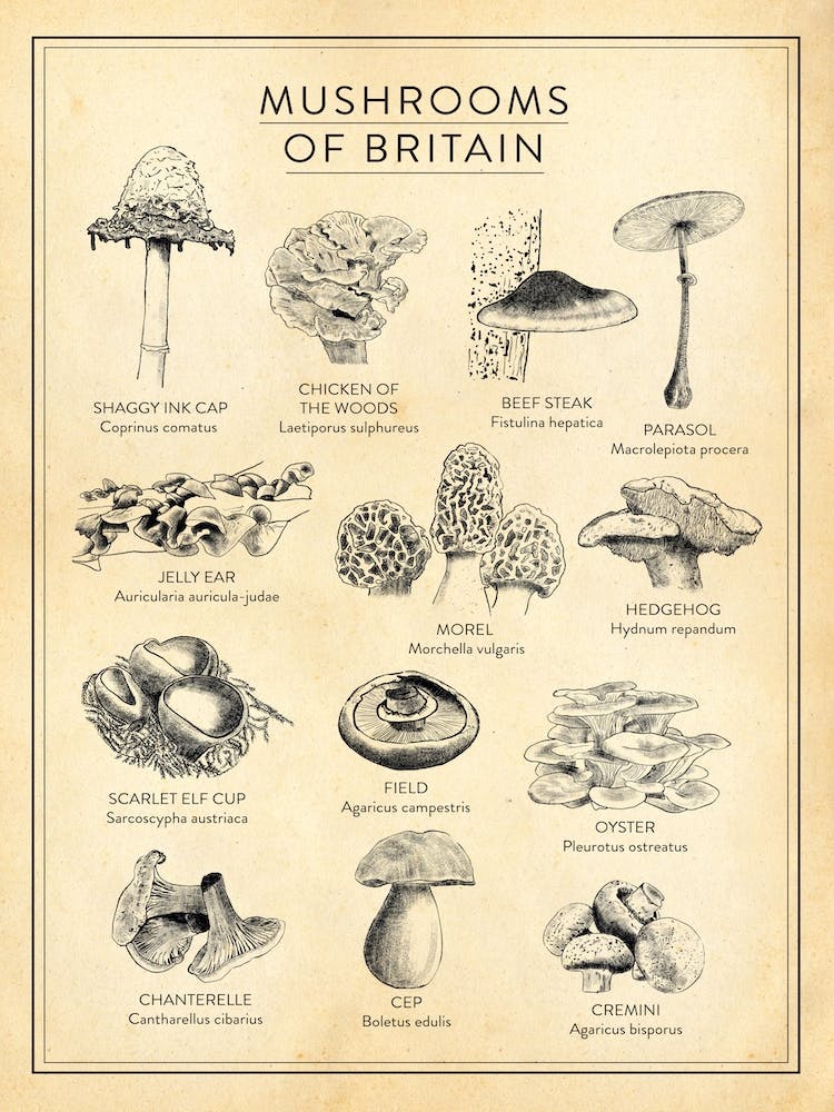 Mushrooms Of Britain Foraging Chart Art Print by Hannah Turpin – Fy!