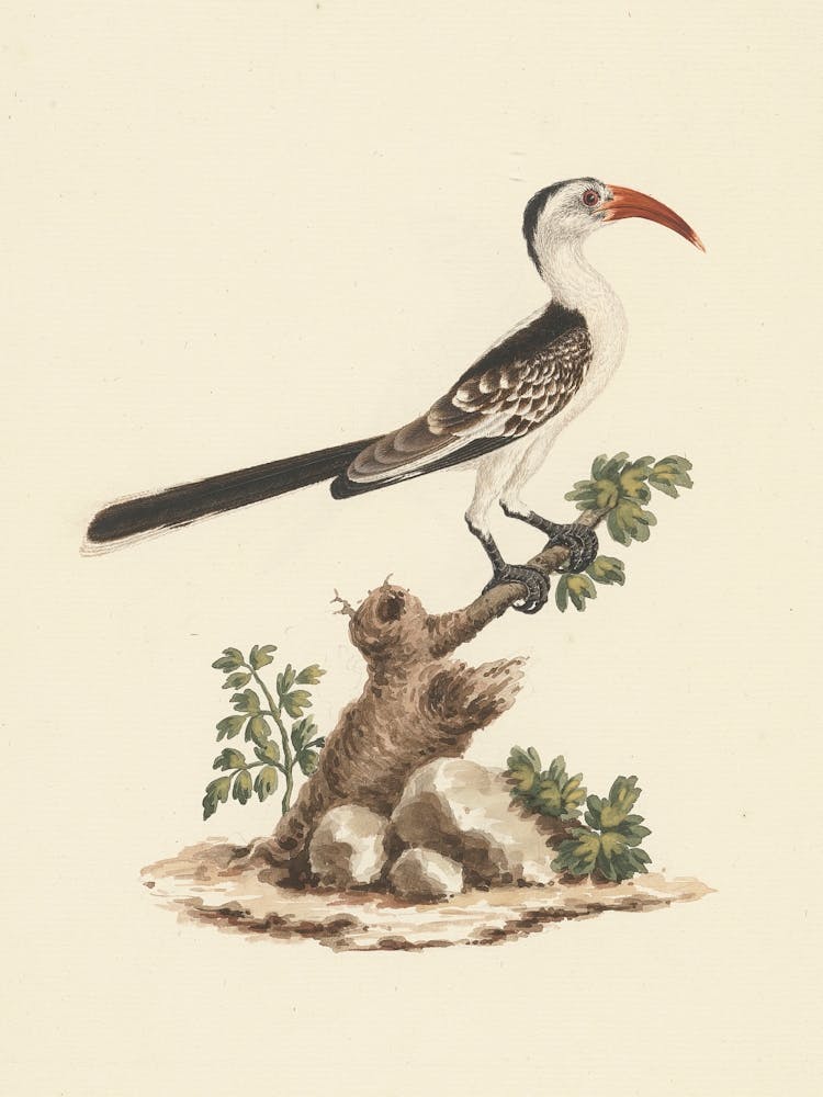 Tockus Jacksoni (Jackson S Hornbill), Luigi Balugani Art Print by Fy ...