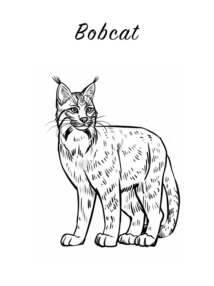 B&W Bobcat Poster Art Print by Scribble Studio – Fy!