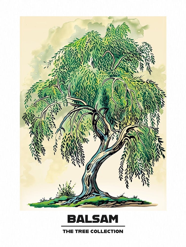 Balsam Tree Storybook Illustration 2 Poster Art Print by Bough And ...