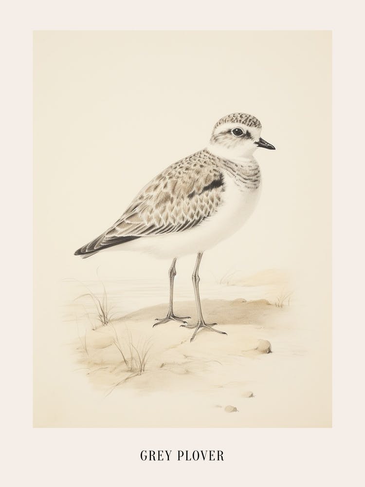 Vintage Bird Drawing Grey Plover 2 Poster Art Print by Feathered Muse – Fy!