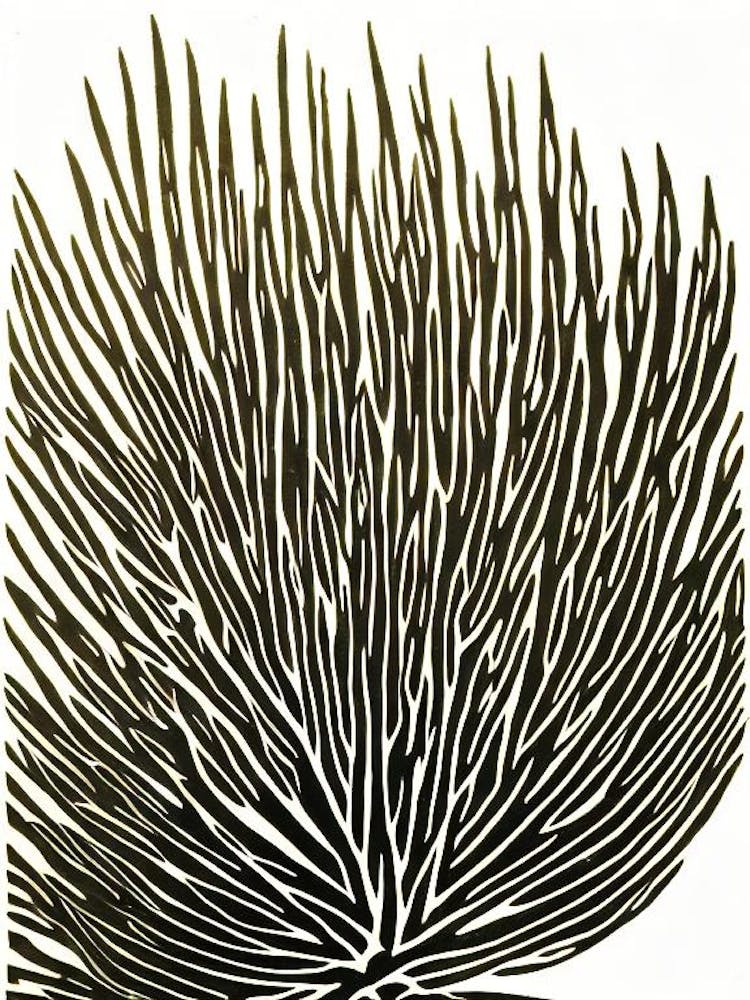 Acropora Tenella Ii Linocut Art Print by Reef Reflections – Fy!