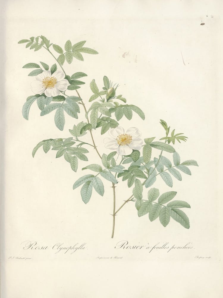 Rose Illustration, Pierre Joseph Redoute (78) Art Print by Fy! Classic ...