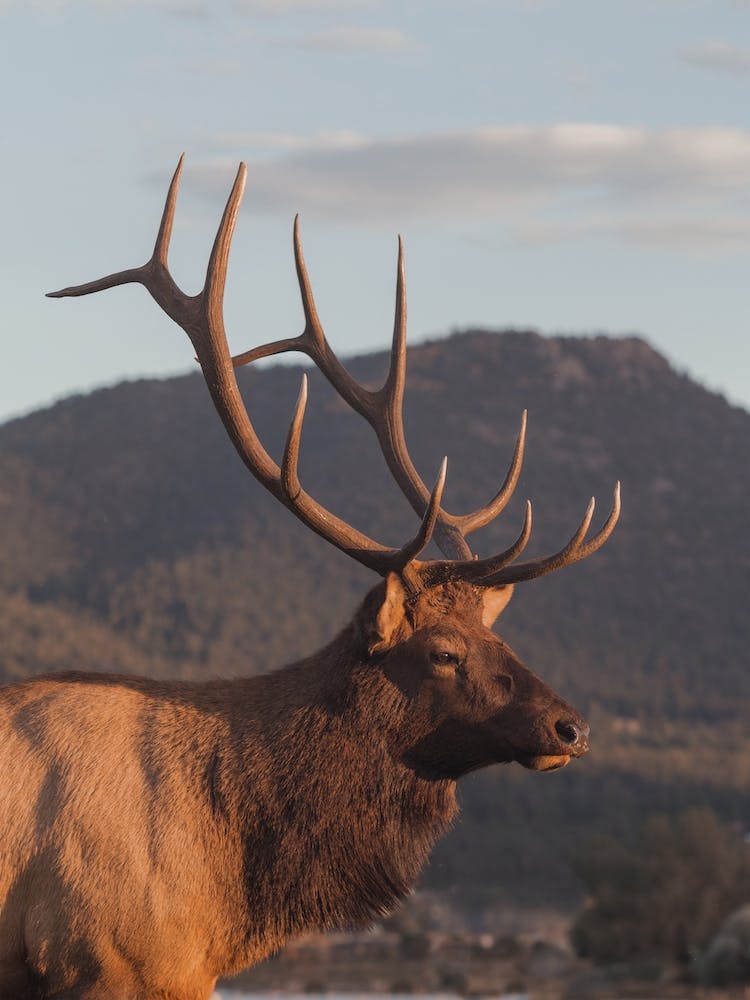 Golden Hour Elk Art Print by Western Range – Fy!