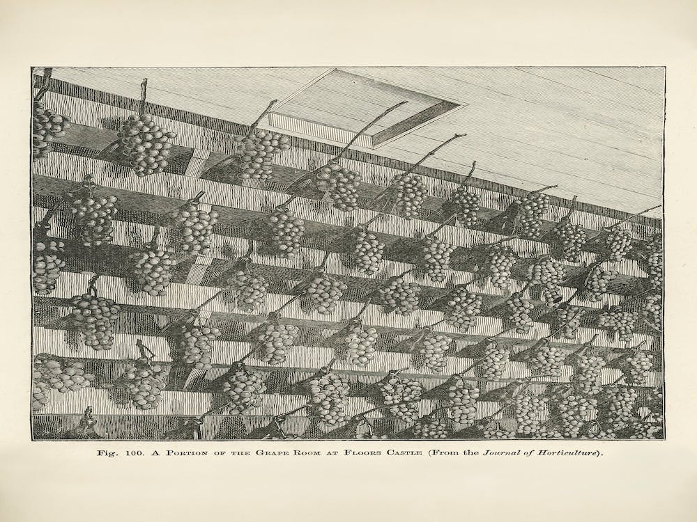 Vintage Illustration Of Grape Room, John Wright Art Print by Fy ...