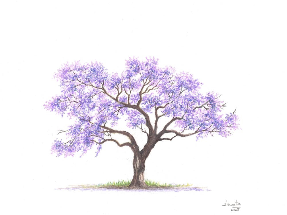 Purple Jacaranda Tree Art Print by Shweta Mahajan – Fy!