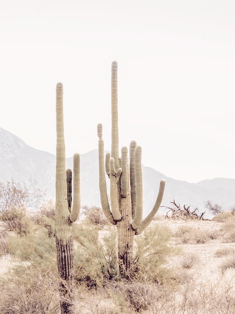 Arizona Cactus Art Print by Indio Page – Fy!