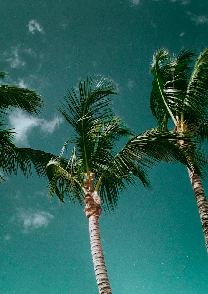 Spanish Palm Love Art Print by Sebastian Hilgetag – Fy!