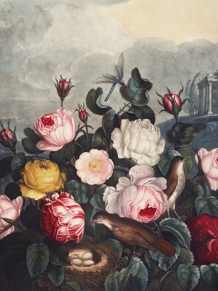 Vintage Thornton 5 Roses Art Print by Vintage Print Collection – Fy!