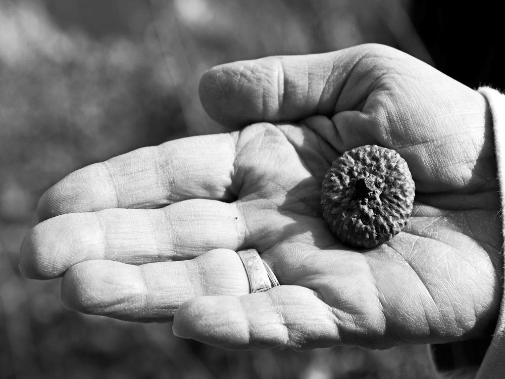 Hand Acorn Art Print by MY MEMORY IS SHOT – Fy!