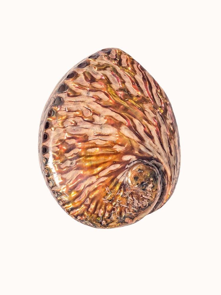 Shell III Art Print by Mariëlle Leenders – Fy!