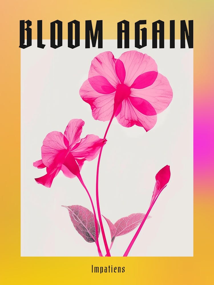 Hot Pink Impatiens 2 Poster Art Print by Botanic Studio – Fy!