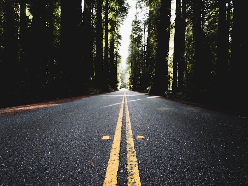 Redwood Forest Road - National Park Art Print by NatureMagick – Fy!