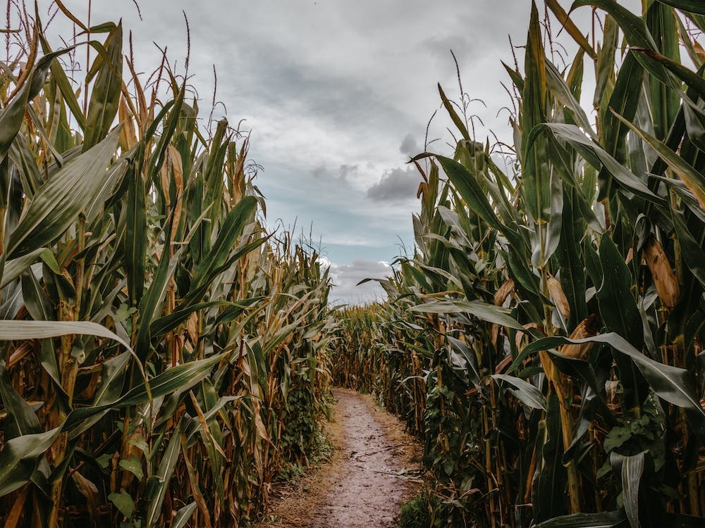 Rustic Corn Maze Art Print by Harvest Home & Co – Fy!