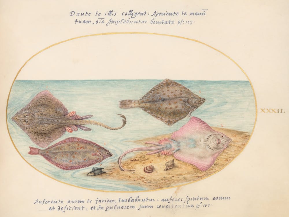 Aquatic And Shellfish Animals, Joris Hoefnagel (8) Art Print by Fy ...